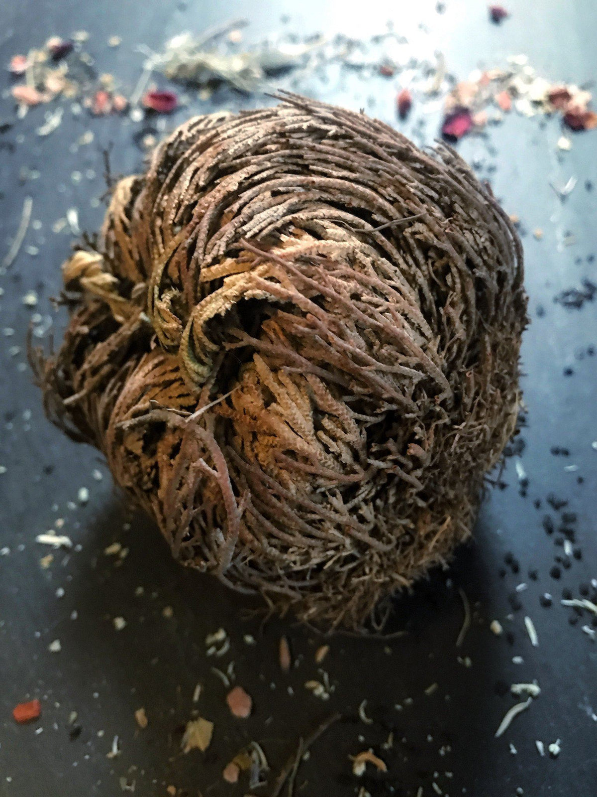 Jericho Flower / Resurrection Plant - Ritual Blessing | Keven Craft Rituals
